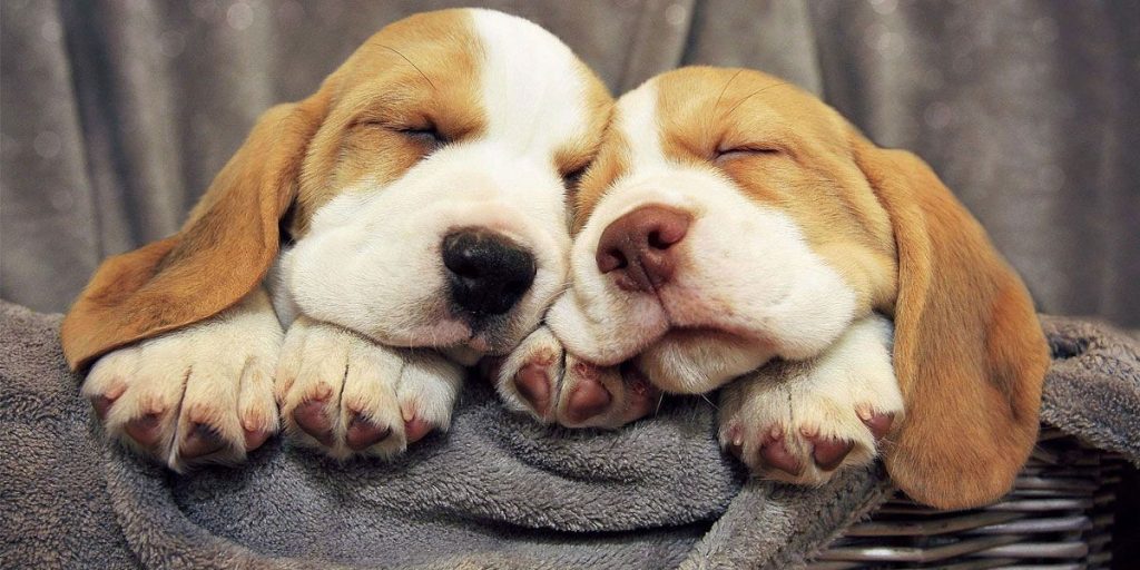 Een Nieuwe Hond? | 22 Leuke, Stoere En Schattige Honden