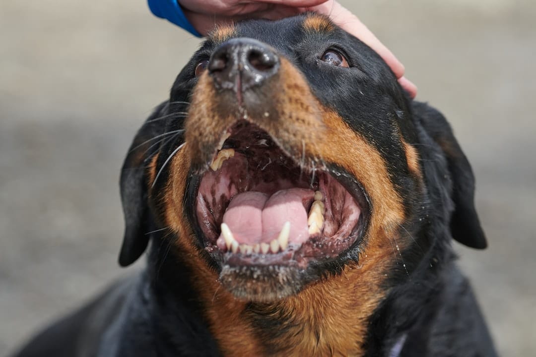Ontdek Alles Over Het Bezitten Van Een Rottweiler! - Happy Animal