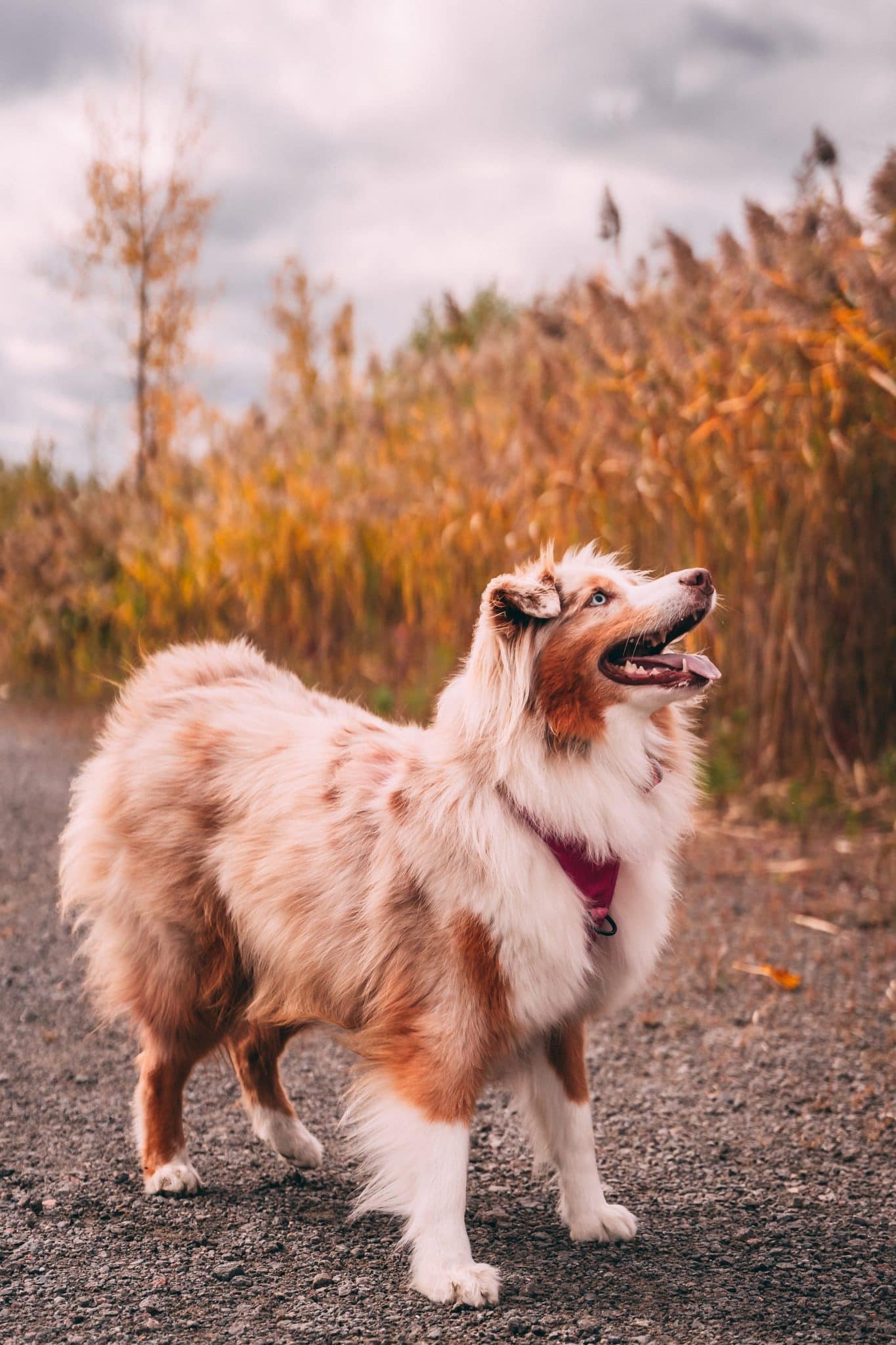 Australische Herder: Karakter, Verzorging & Meer! - Happy Animal