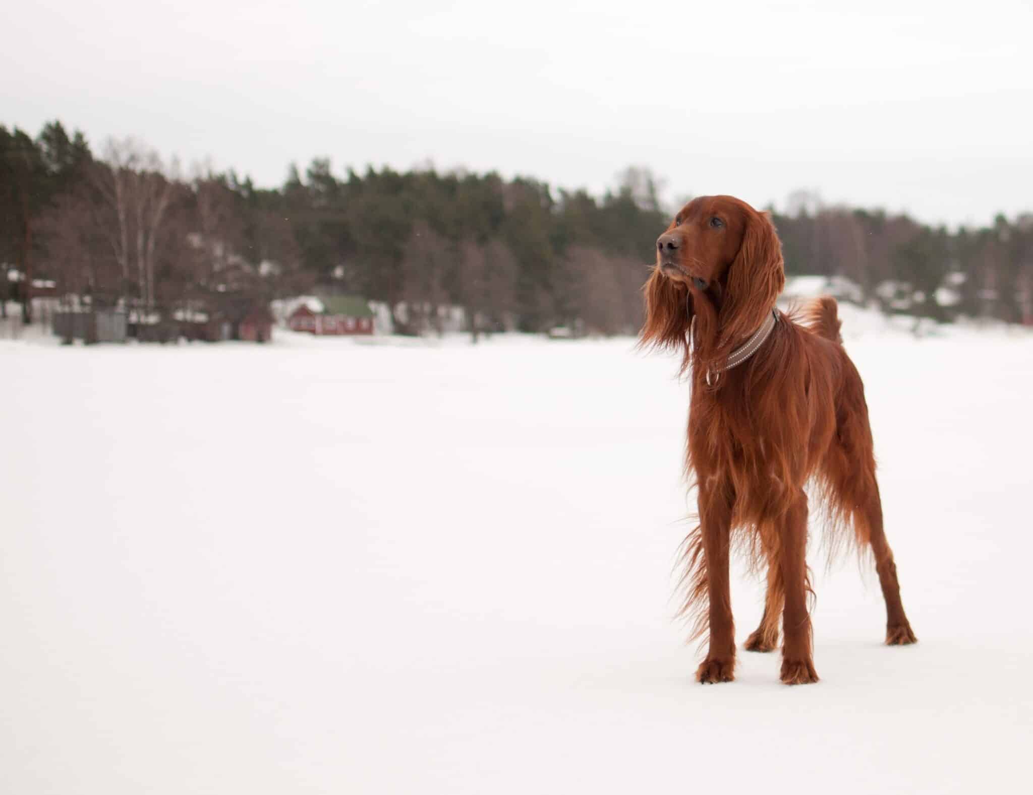 De Ierse Setter: Rasinformatie! - Happy Animal
