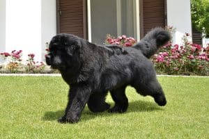 Newfoundlander: Rasinformatie, Verzorging & Kosten! - Happy Animal