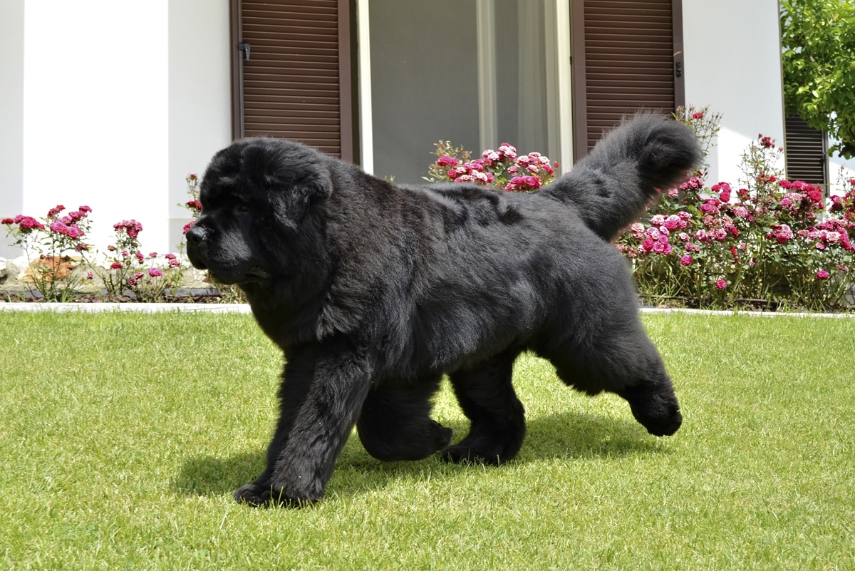 Newfoundlander: Rasinformatie, Verzorging & Kosten! - Happy Animal