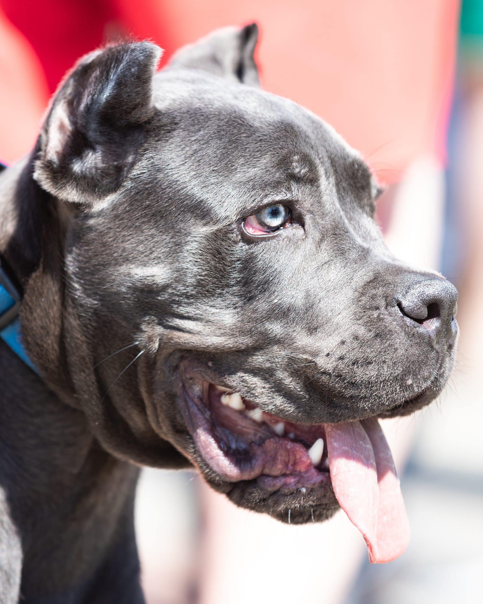 Cane Corso: Rasinformatie, Verzorging En Meer! - Happy Animal